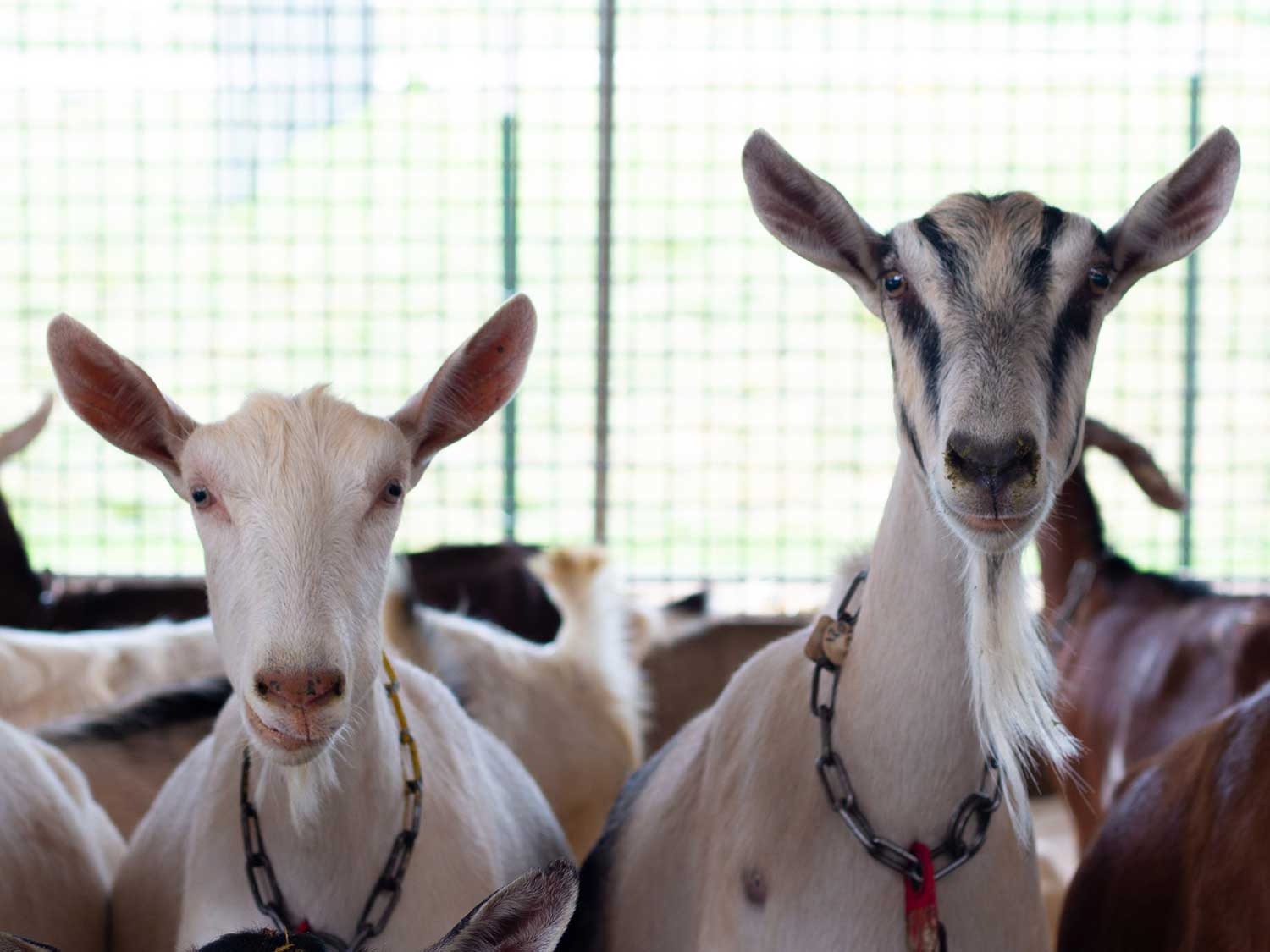 The Fresh Face of Wisconsin’s Artisan Cheese | Saveur