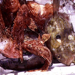 On Being Rascasse | Saveur