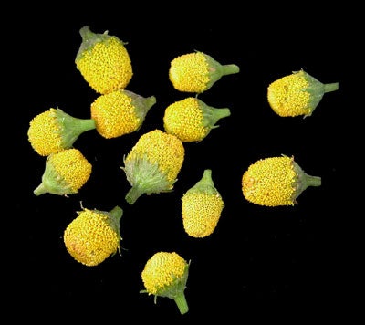 The Electric Paracress | Saveur