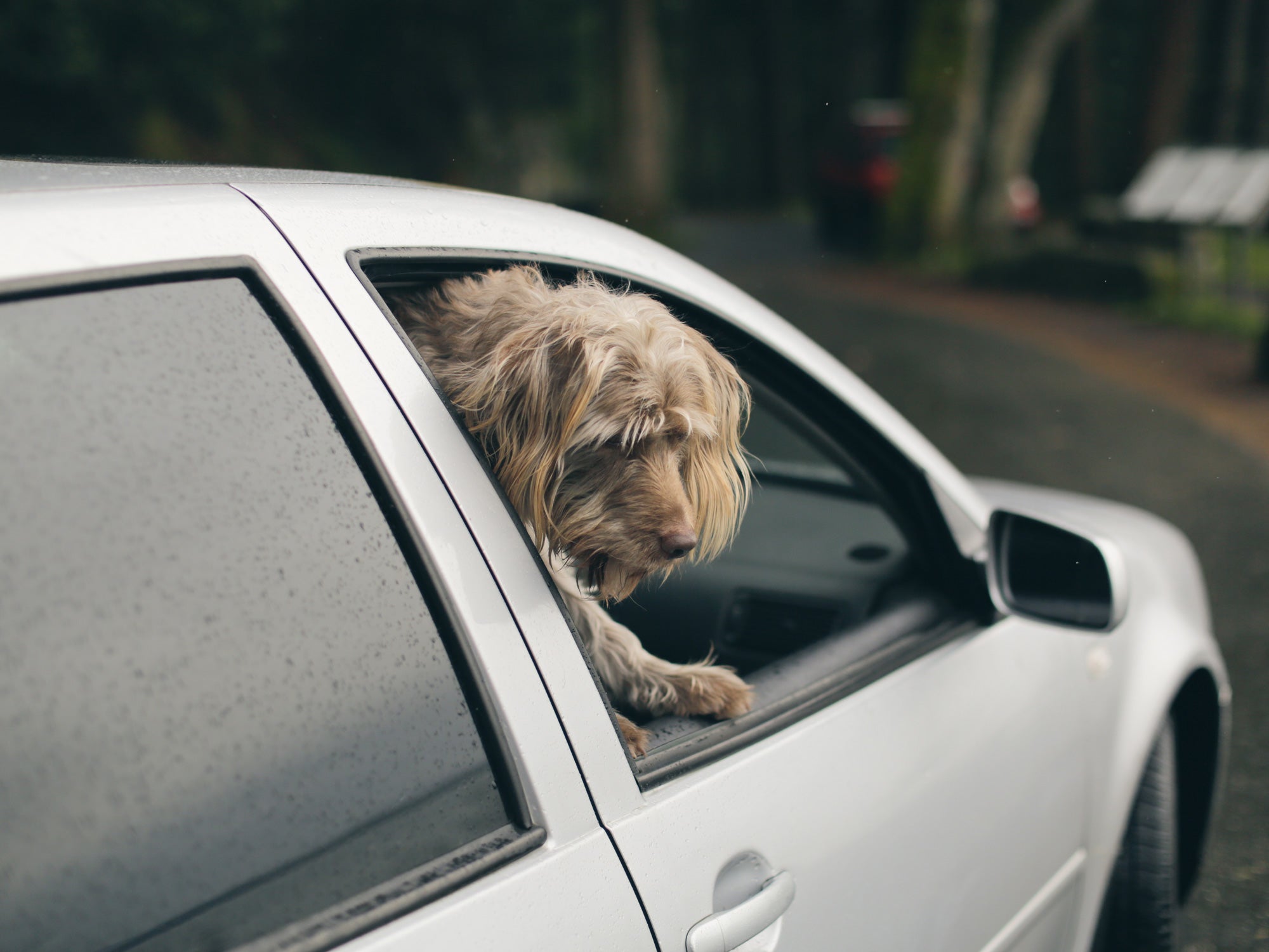 The Trip-Worthy Graham Crackers of Edison, WA | Saveur