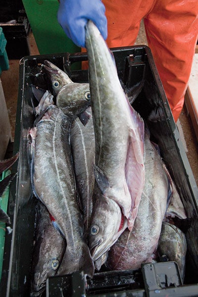 Cape Ann Fresh Catch | Saveur