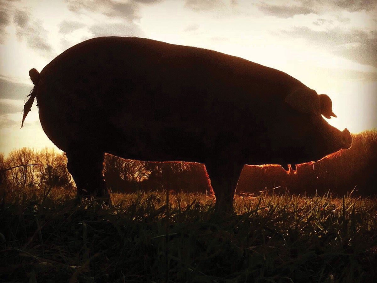 Is This America's Tastiest Pig? | Saveur