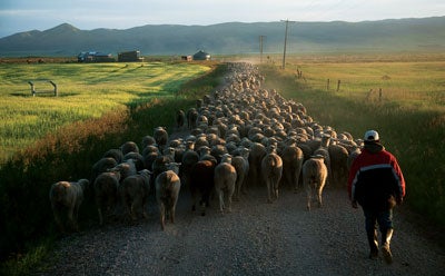 A Shepherd’s Life | Saveur