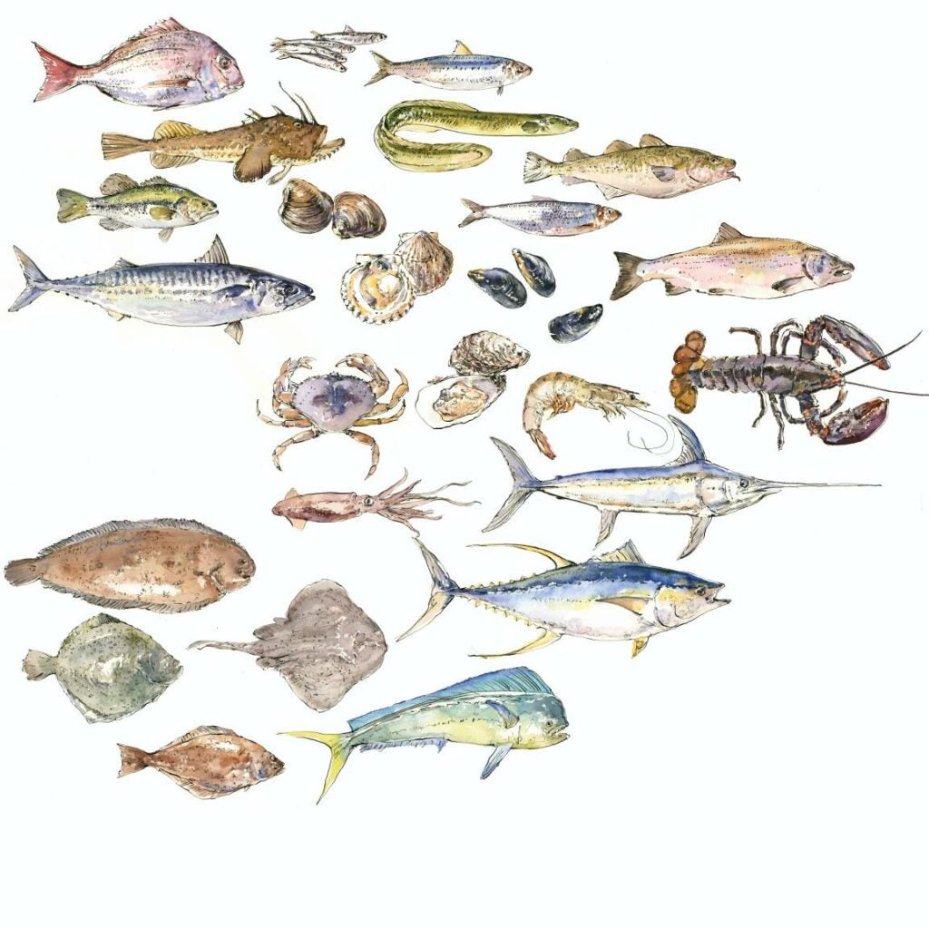 Know Your Seafood | Saveur