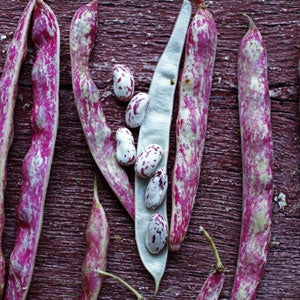 Shucking Beans | Saveur