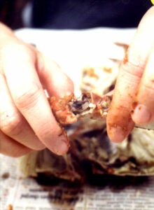 How to Pick a Crab | Saveur