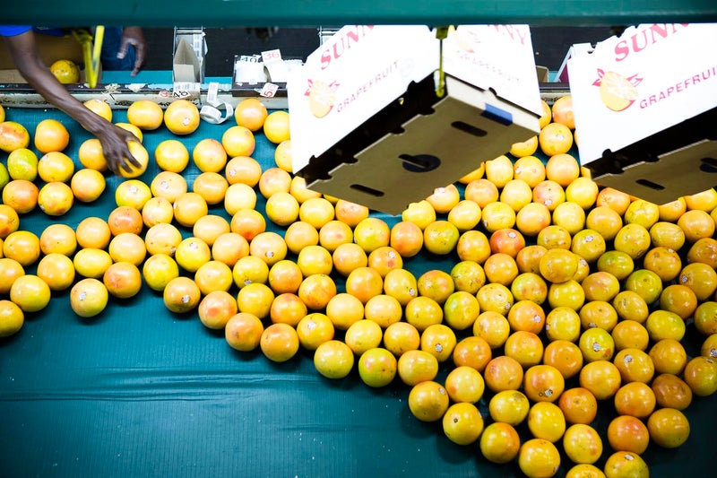 Behind the Scenes Grapefruit Photos | Saveur