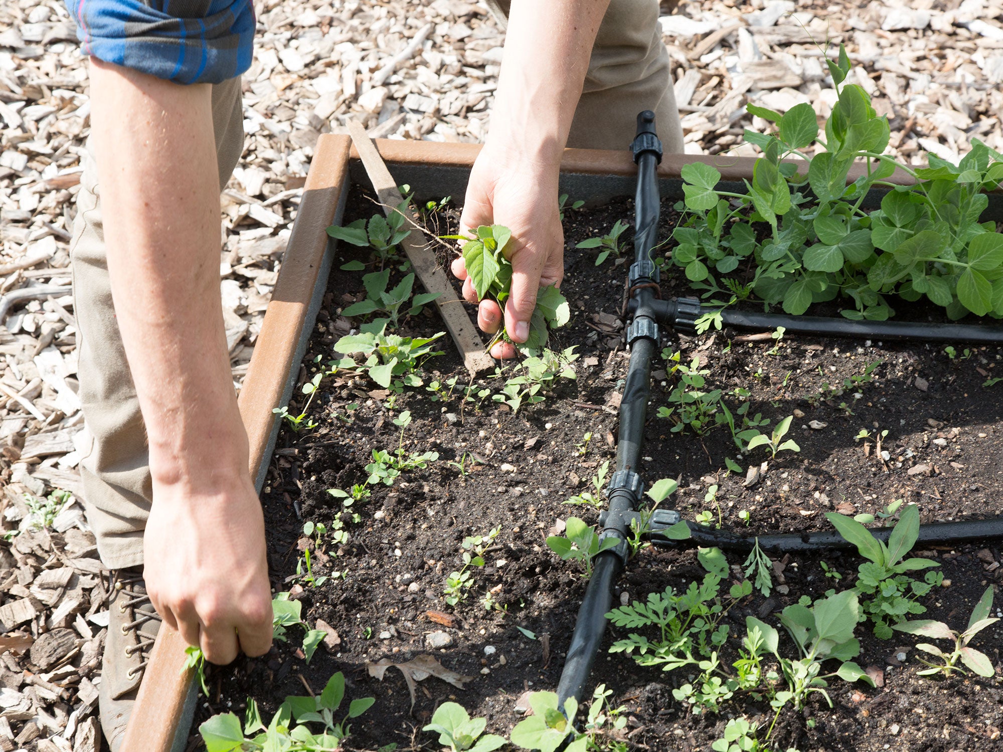 Building a Garden: All About Weeding | Saveur