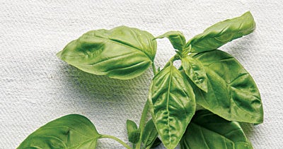 Many Shades of Green: Basil Varieties | Saveur