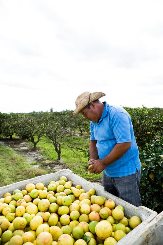 Behind the Scenes Grapefruit Photos