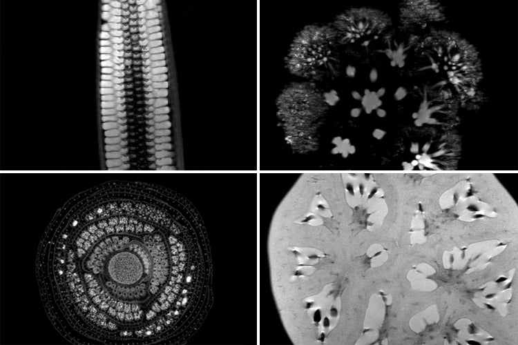 Weekend Reading: MRI Scans of Food, Dali's Surrealist Cookbook, and More