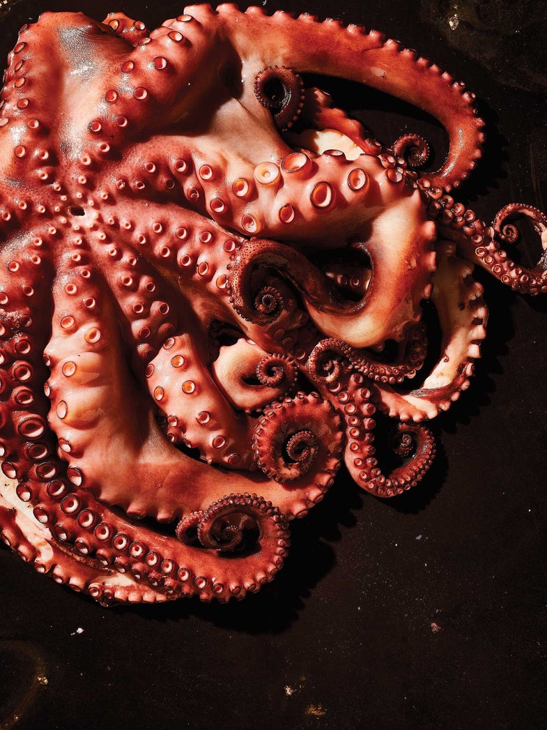 How to Hunt an Octopus With a Trident Gun