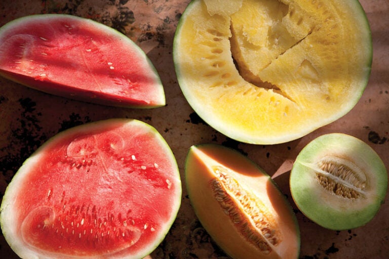 The Wonders of Watermelon | Saveur
