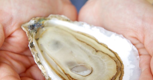 Sites We Love: In A Half Shell | Saveur