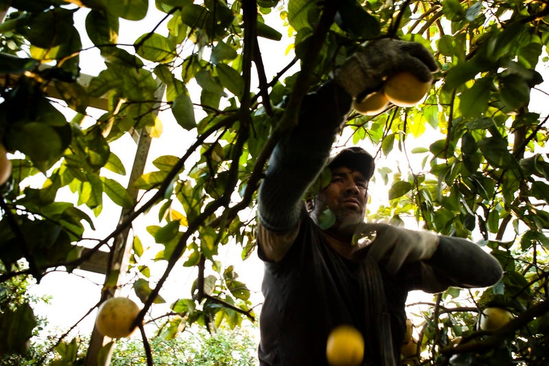 Behind the Scenes Grapefruit Photos