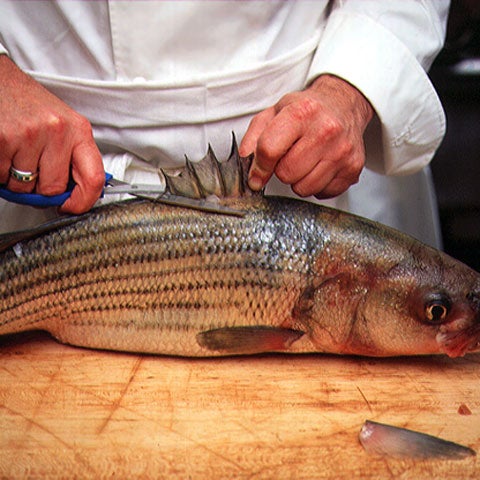 Cleaning Whole Striped Bass | Saveur