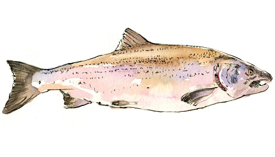 Know Your Seafood | Saveur