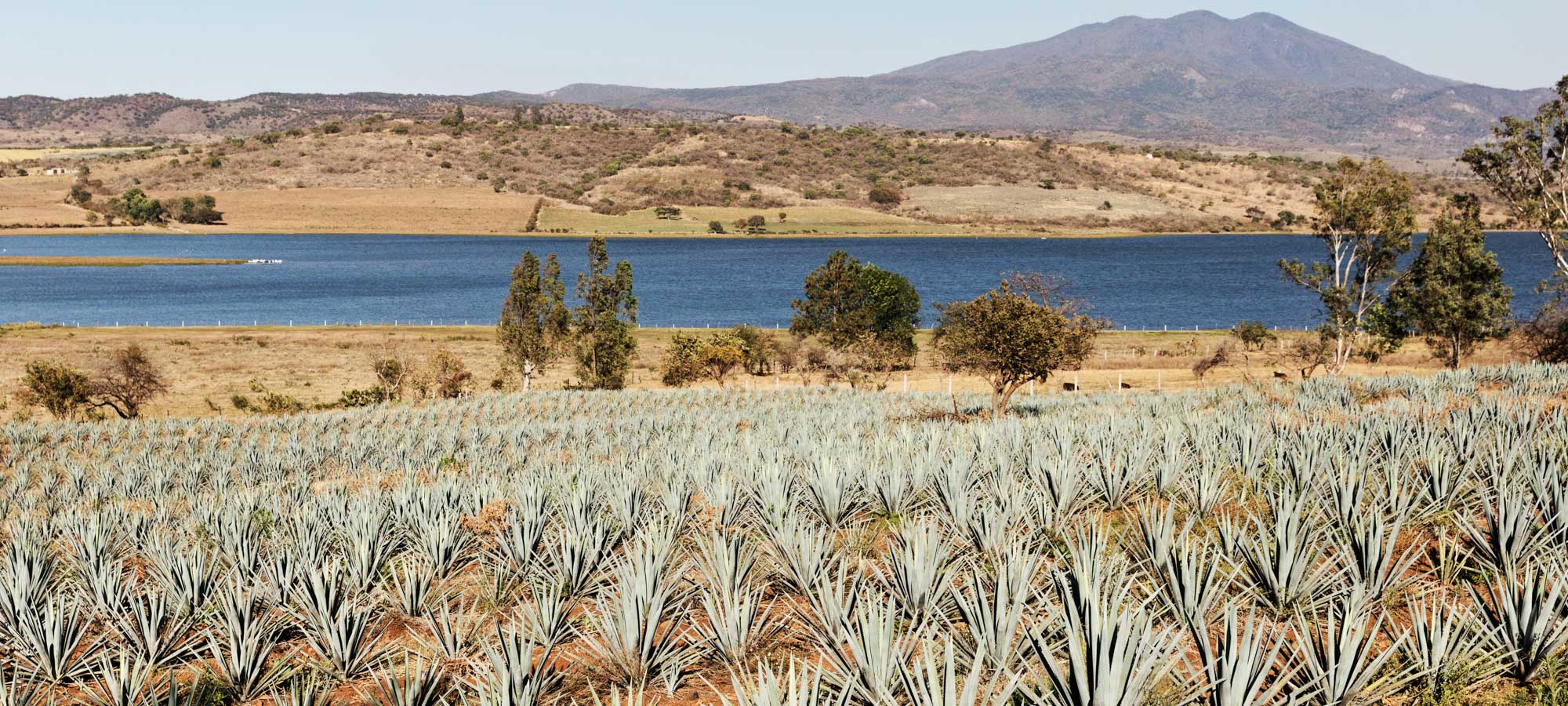 What Happens When You Treat Making Tequila Like Champagne | Saveur