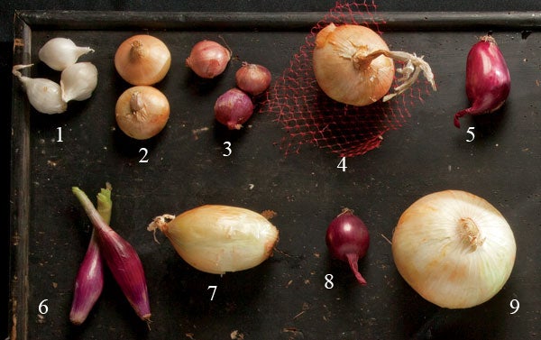 Types of Onion Guide | Saveur