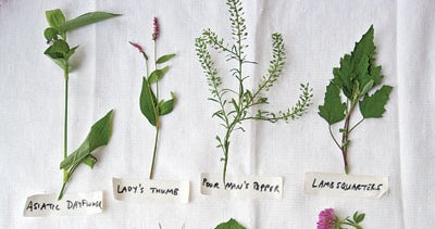 Eternal Spring: The Joy of Urban Foraging | Saveur