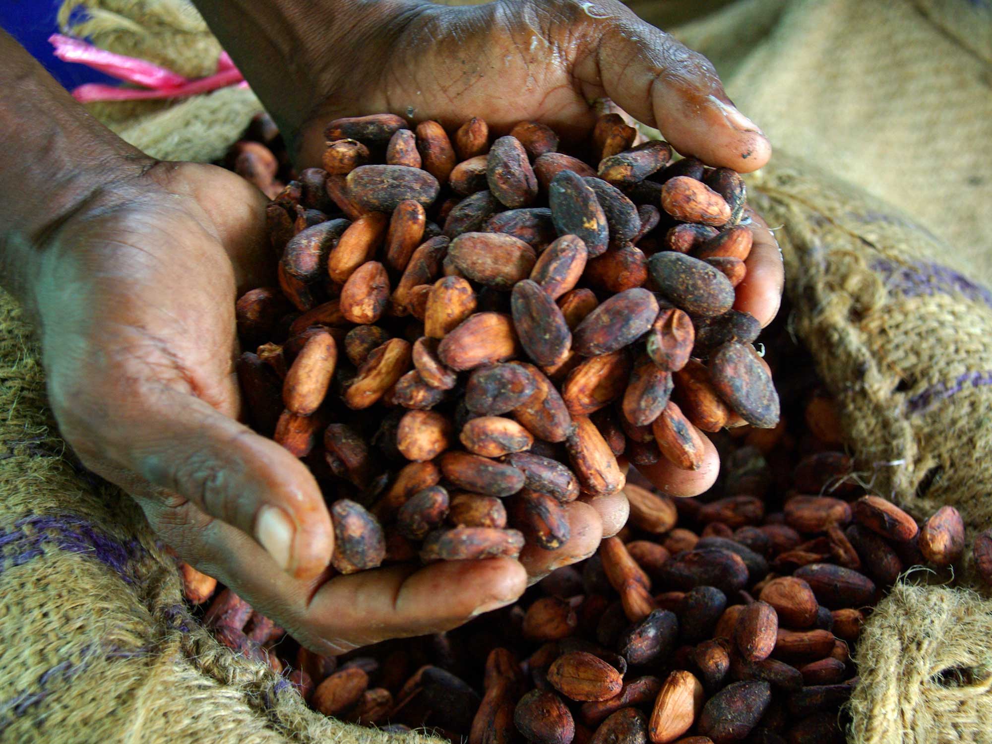 The Chilling Connection Between Chocolate and Child Slavery May Be ...