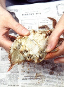 How to Pick a Crab | Saveur