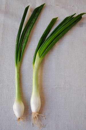 Spring Onions | Saveur