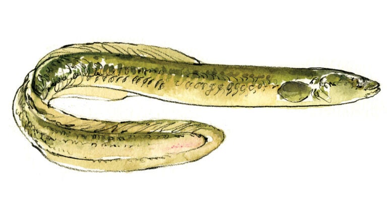 Know Your Seafood | Saveur