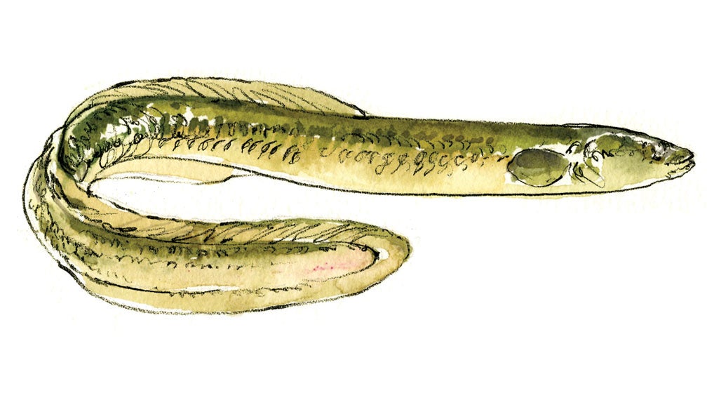 Know Your Seafood | Saveur