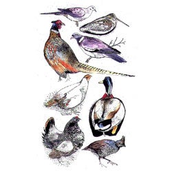 Know Your Game Birds