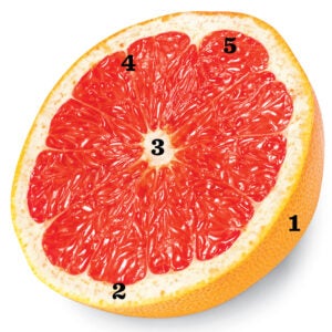 Citrus Science: Grapefruit | Saveur