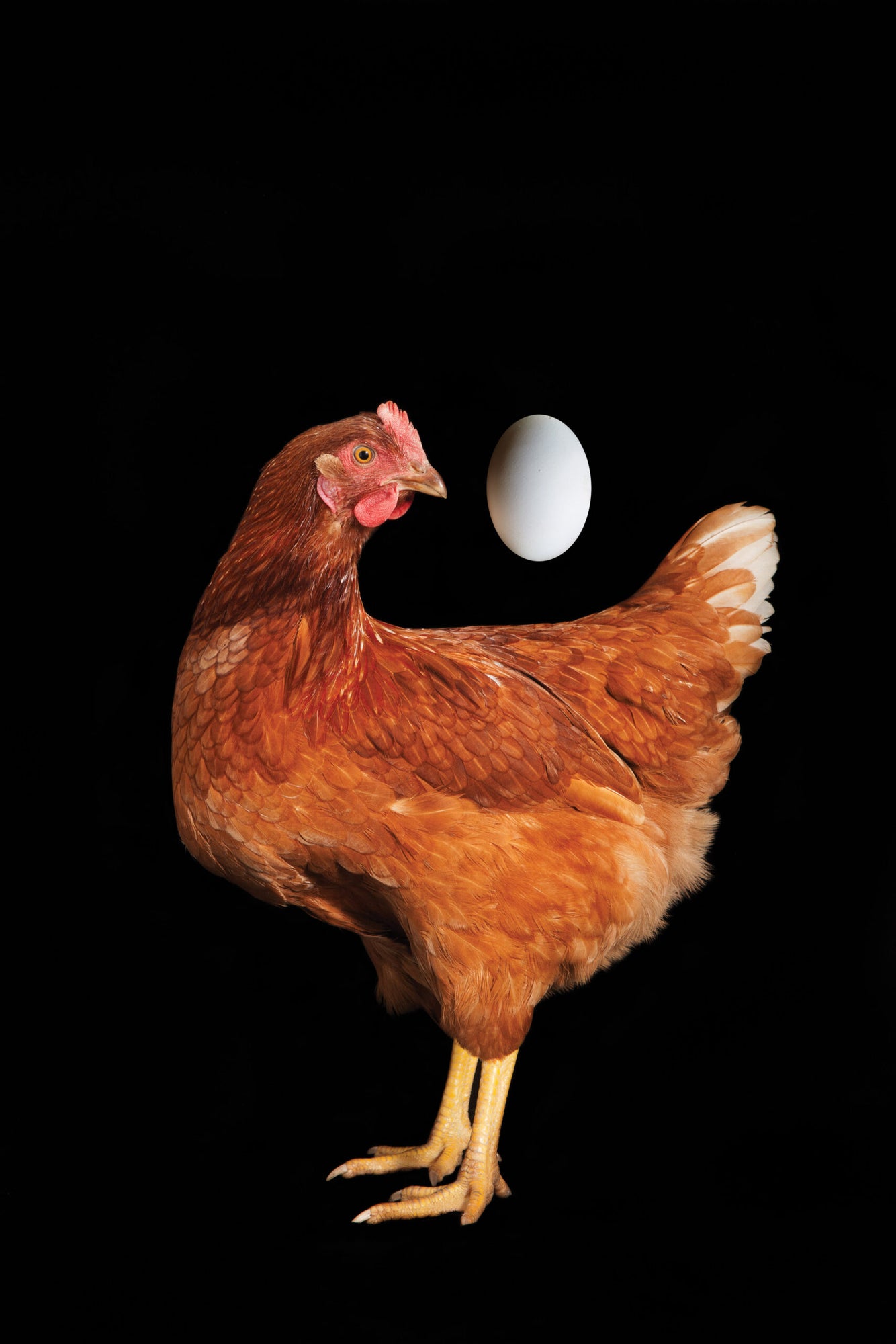 How the Chicken Became Our National Bird | Saveur