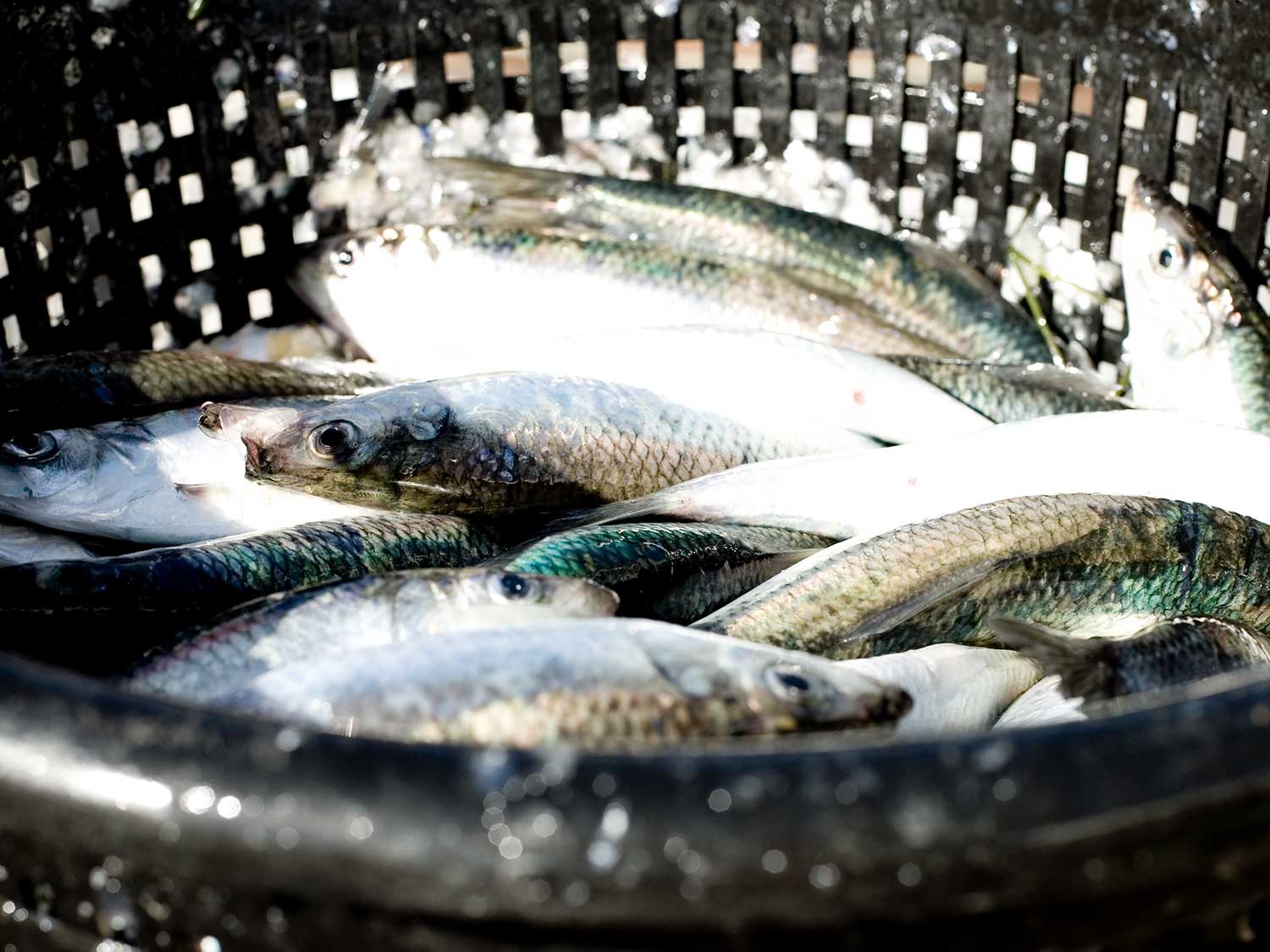 North German Fishermen Take A Cue From Spain and Portugal | Saveur