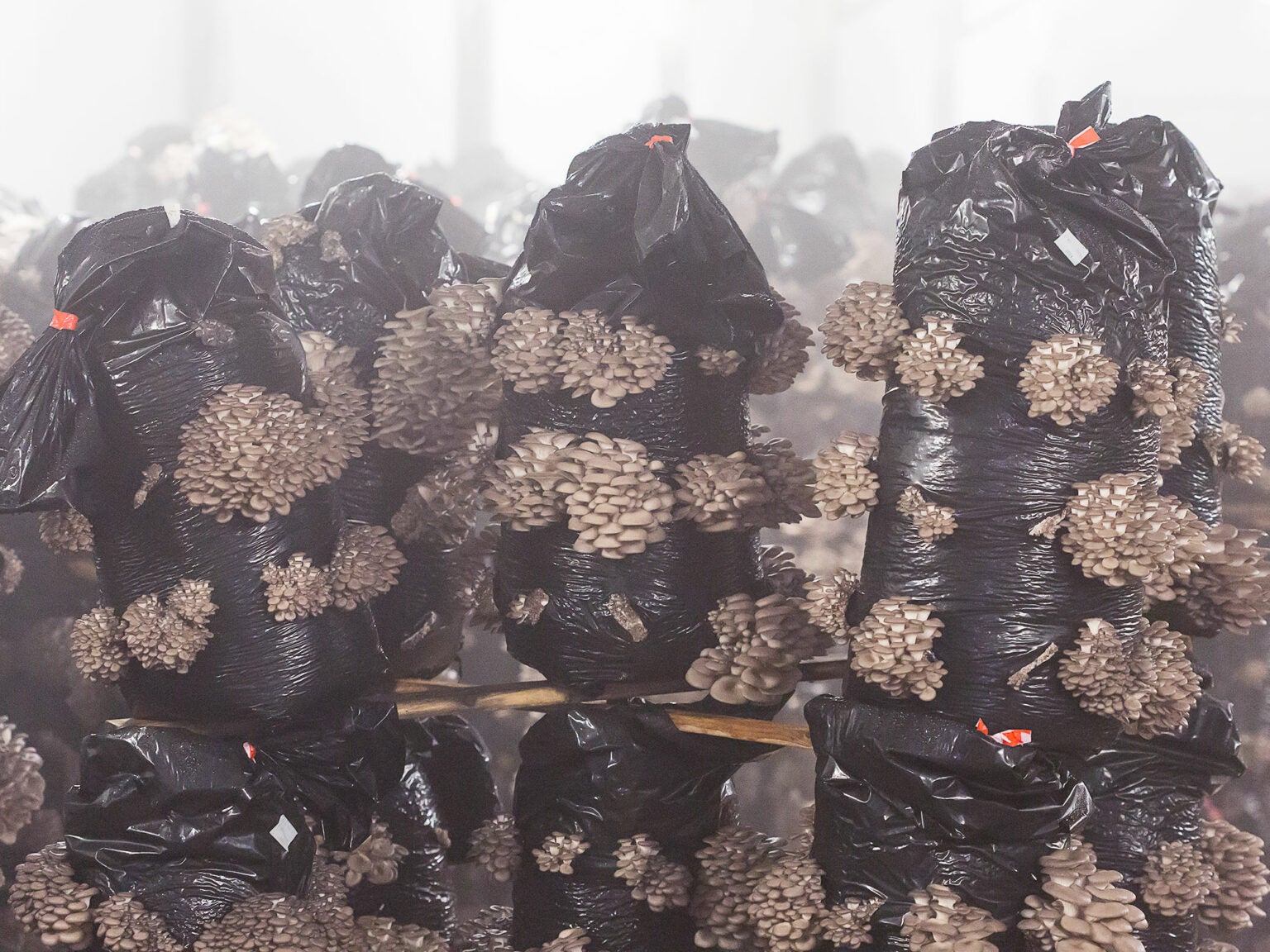 A Trip to the Alien Planet That Grows America's Mushrooms | Saveur