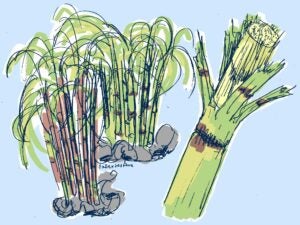 The Illustrated History of How Sugar Conquered the World | Saveur