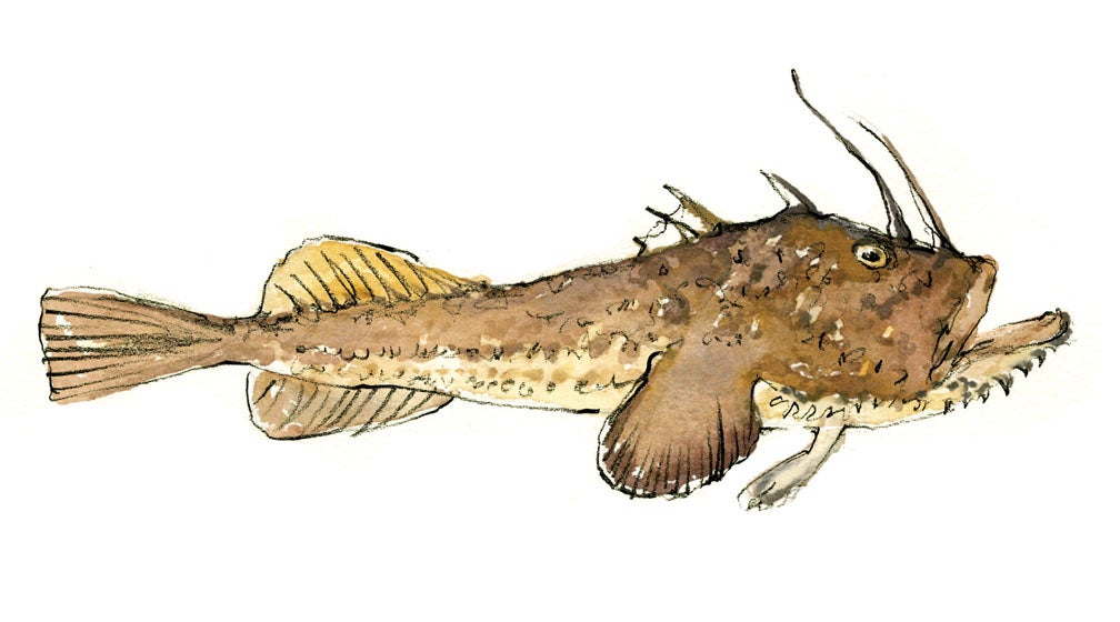 Know Your Seafood | Saveur