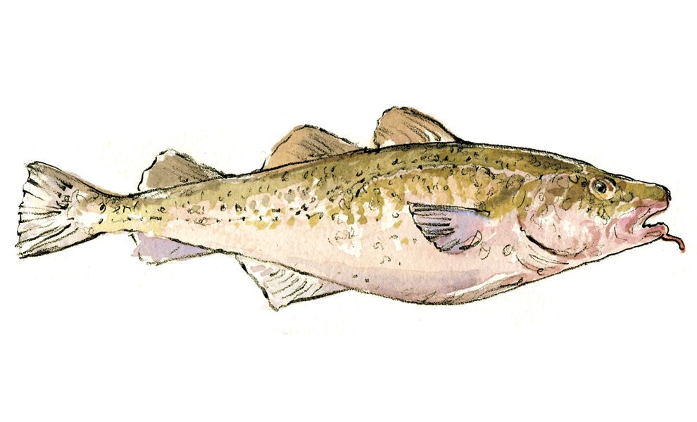 Know Your Seafood | Saveur