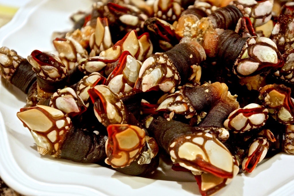 Weekend Reading: Deadly Barnacles, Brooklyn Barbecue, and More