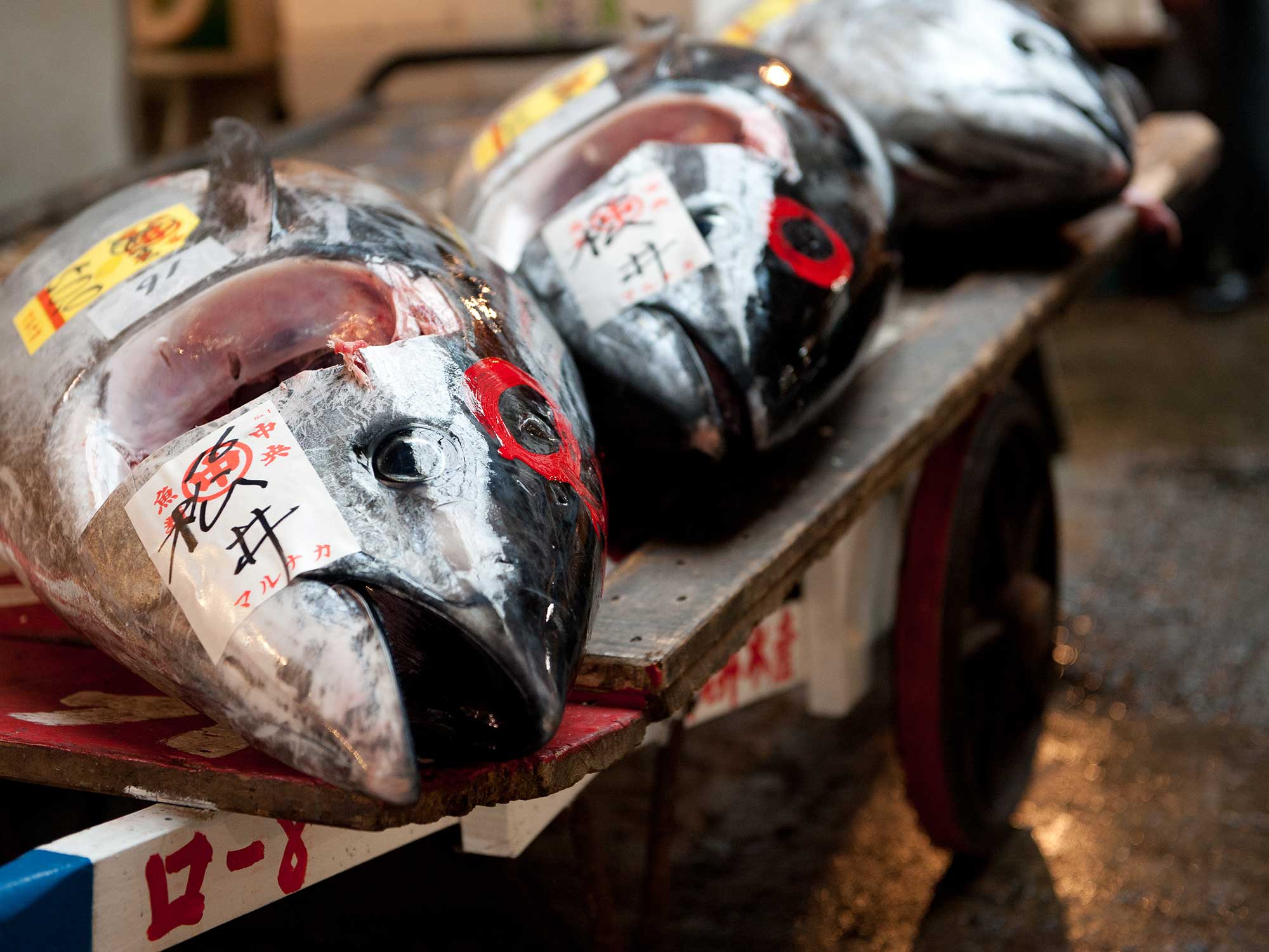 Can Lab-Grown Fish Help Save Our Oceans? | Saveur