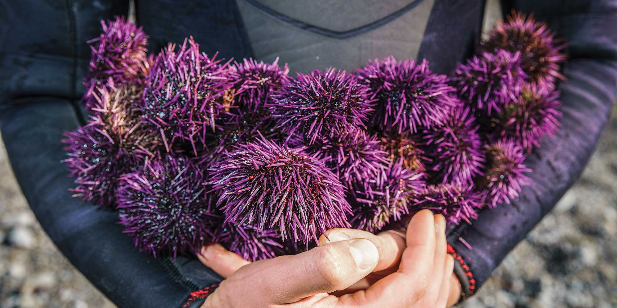 A Plague of Delicious Purple Urchins is Taking Over the California ...