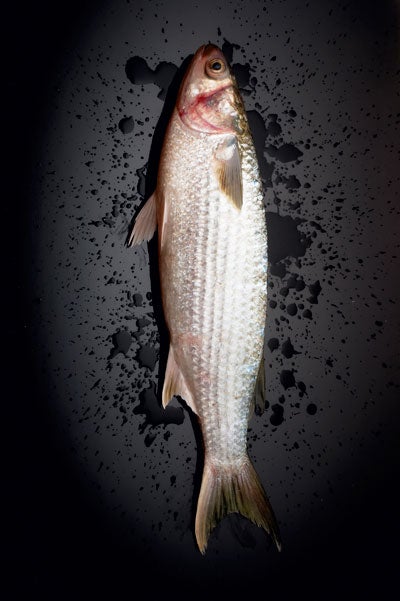 Veta la Palma Fish | Saveur