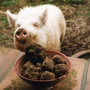Buying Truffles | Saveur