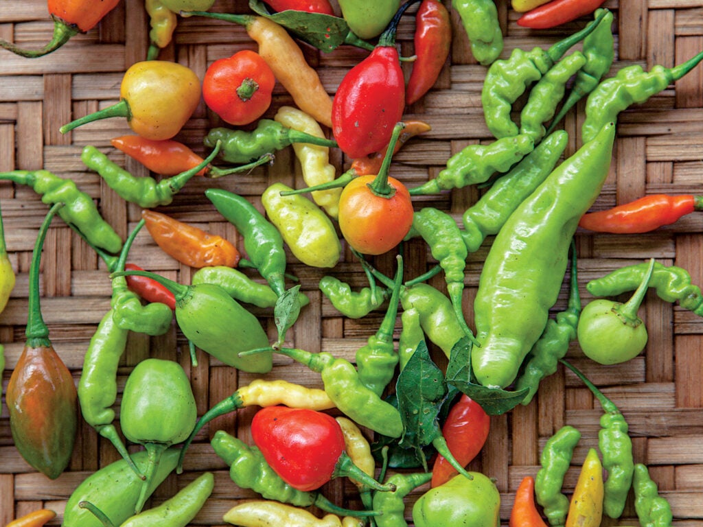 Hot Peppers Are a Way of Life for This Brazilian Indigenous Community