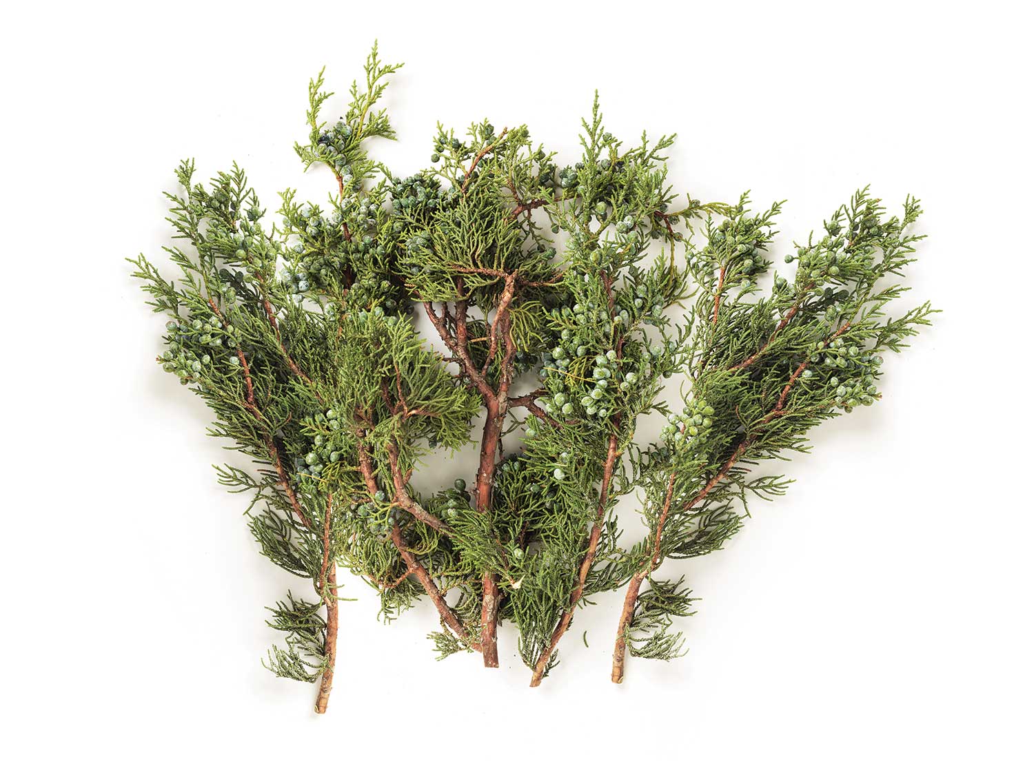 Make the Most of Juniper | Saveur