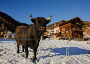 In Switzerland's Valais Region, Croûte Au Fromage Is the Apex of Cheesy ...