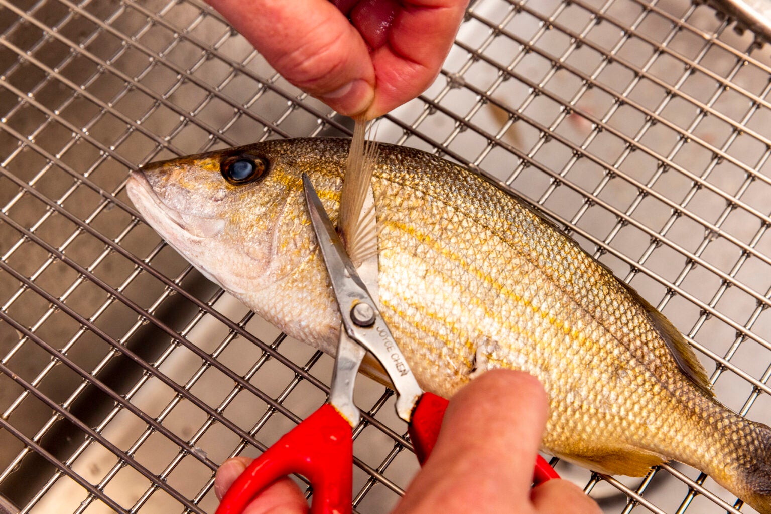 How To Clean a Fish | Saveur