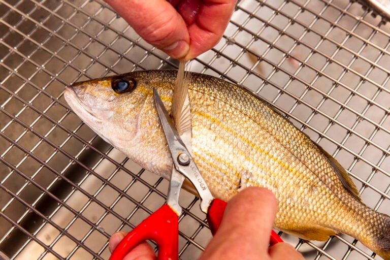 How To Clean a Fish | Saveur