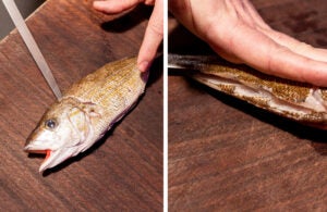 How To Clean a Fish | Saveur