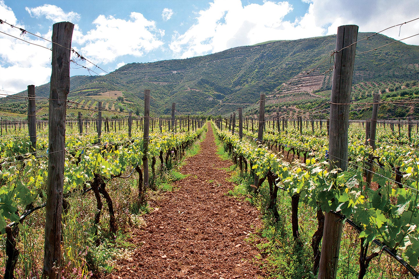 Get to Know the Wines of Crete with These 4 Bottles - Recipes Vista